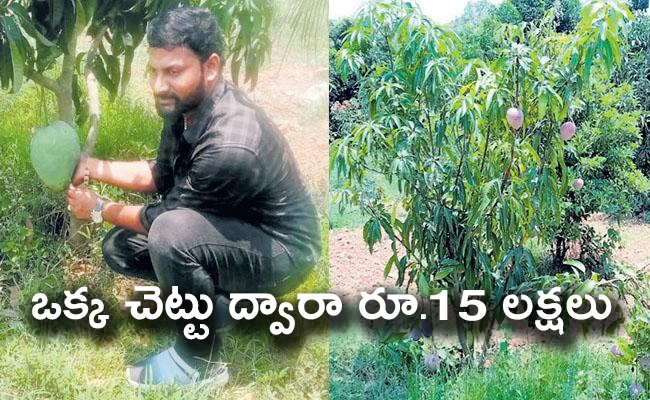Andhra Pradesh: Kakinada Farmer Grows Miyazaki Mango, Sells At Rs. 2.70 Lakh A KG - Sakshi